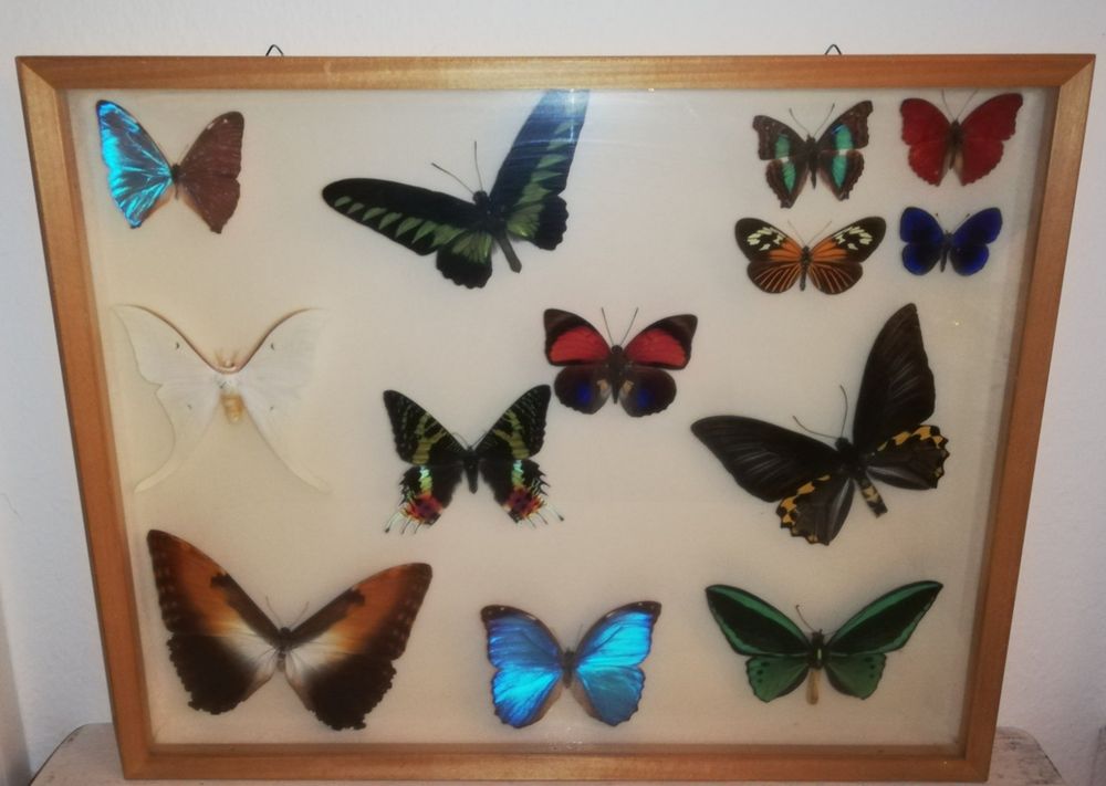Schmetterlinge hinter Glas (Gebraucht) in Zofingen für CHF 119 – nur Abholung auf Ricardo kaufen