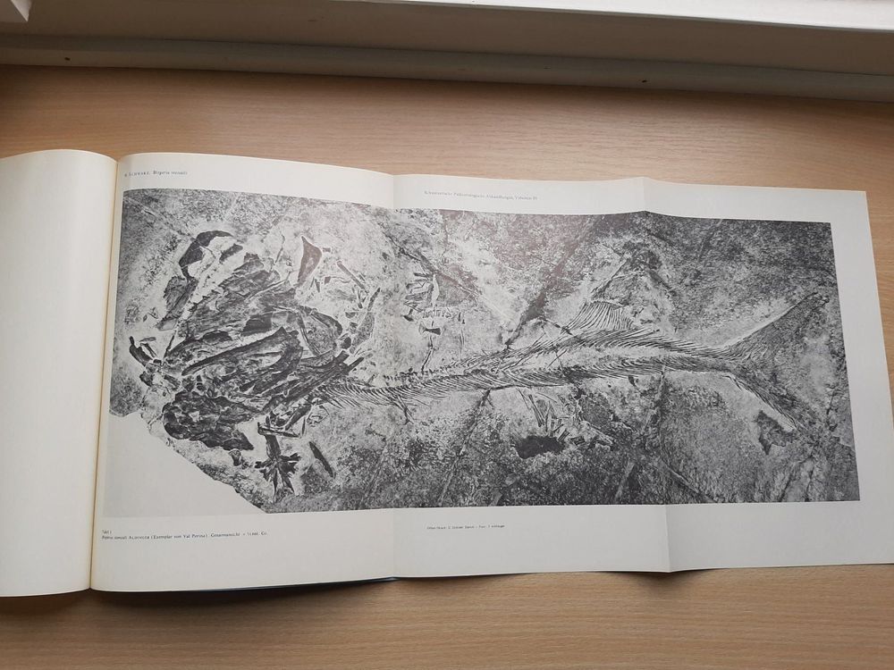 Dissertation über den Raubfisch Birgeria Mte. San Giorgio (Gebraucht ...