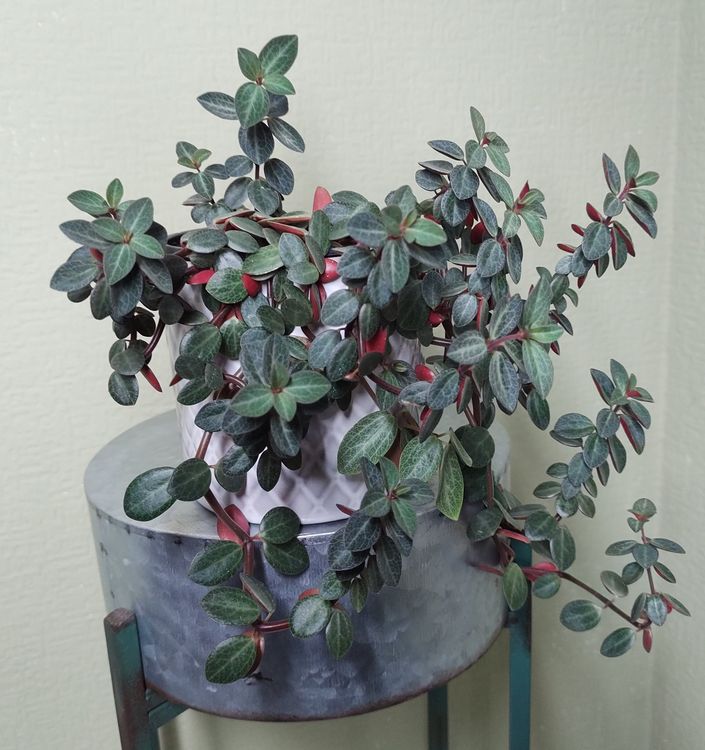 Zimmerpflanze Peperomia verticillata red log | Kaufen auf Ricardo