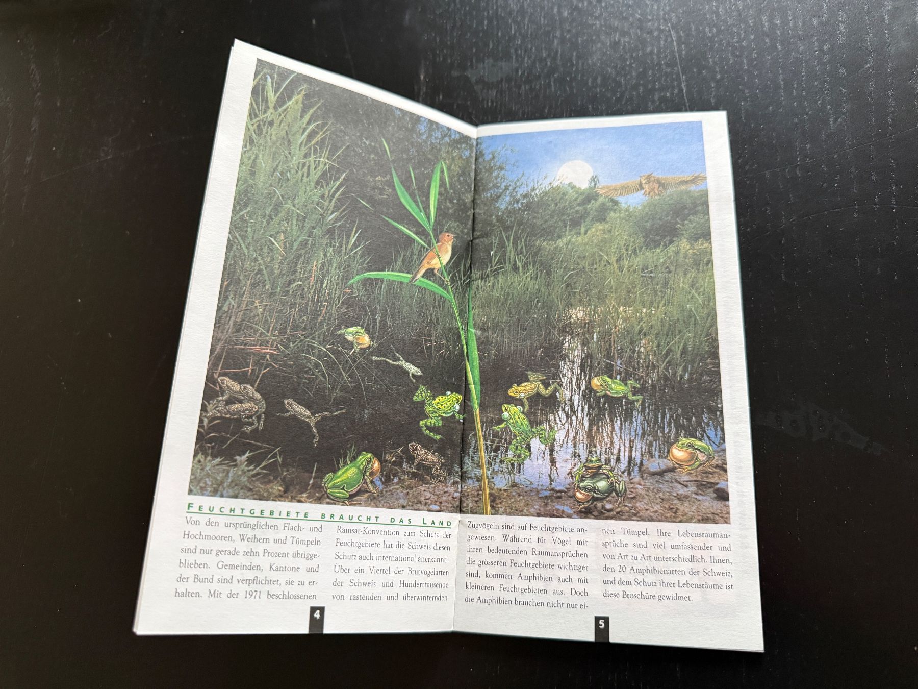 Amphibien der Schweiz - SVS-Heft, Top Zustand, selten! (Gebraucht) in ...
