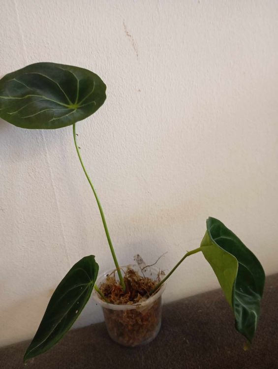 Anthurium Red Spider x Dark Forgetii (Neu (gemäss Beschreibung)) in ...