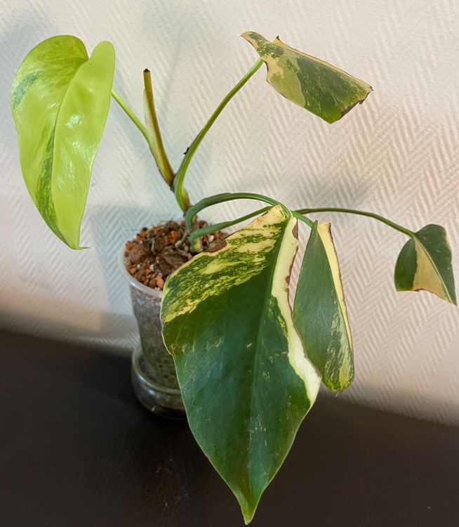 Monstera tricolor small form | Kaufen auf Ricardo