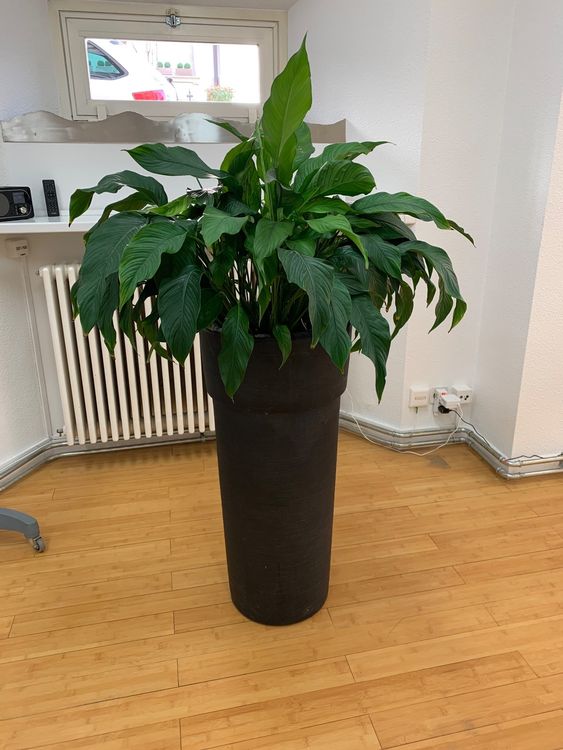 2 Pflanzen mit Topf (Gebraucht) in Zürich für CHF 50 – nur Abholung auf ...