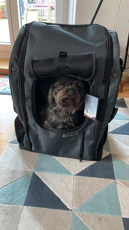 Tarigs PeakStone Backpack für Hund. Neu (Neu und originalverpackt) in ...