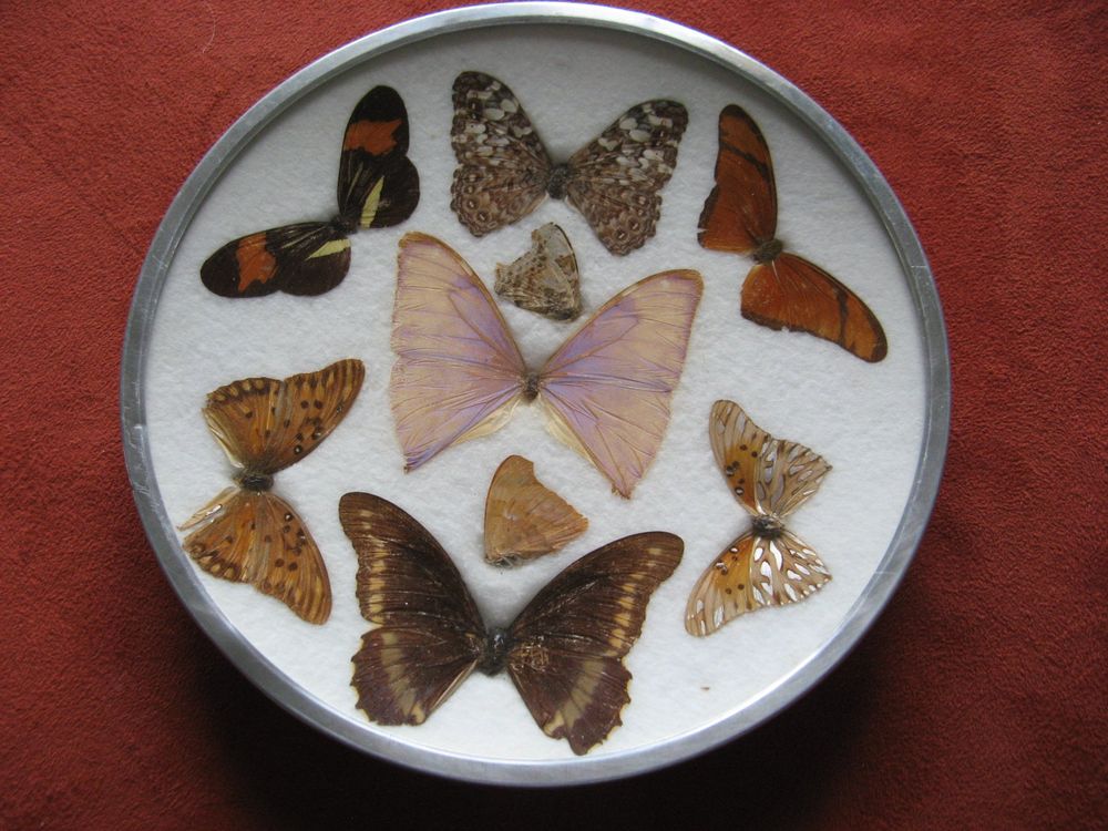 Schmetterling Teller, echte Schmetterlinge | Kaufen auf Ricardo