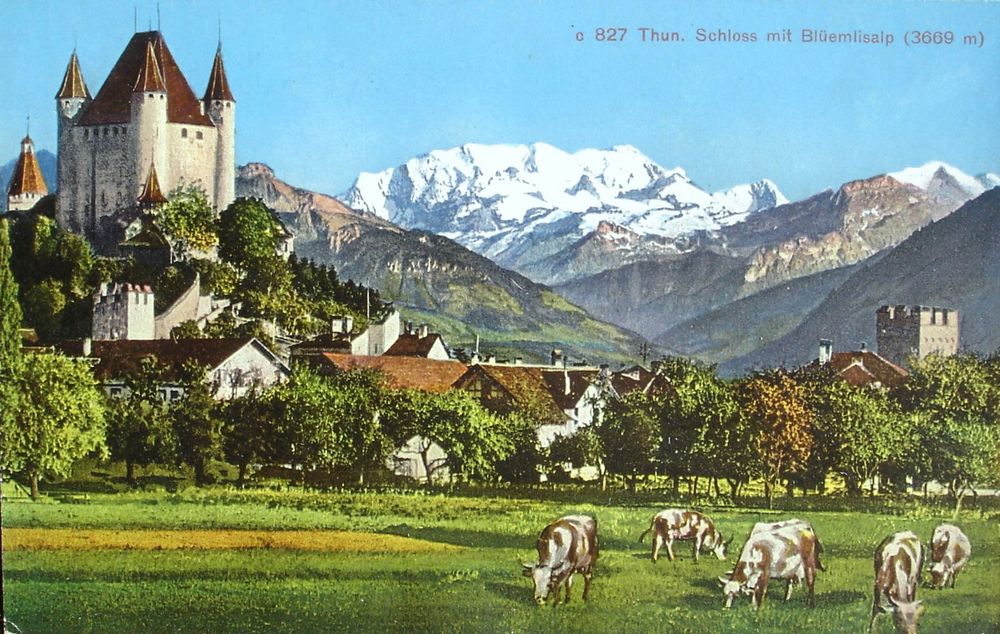 THUN Schloss mit Blümlisalp, Kühe | Kaufen auf Ricardo