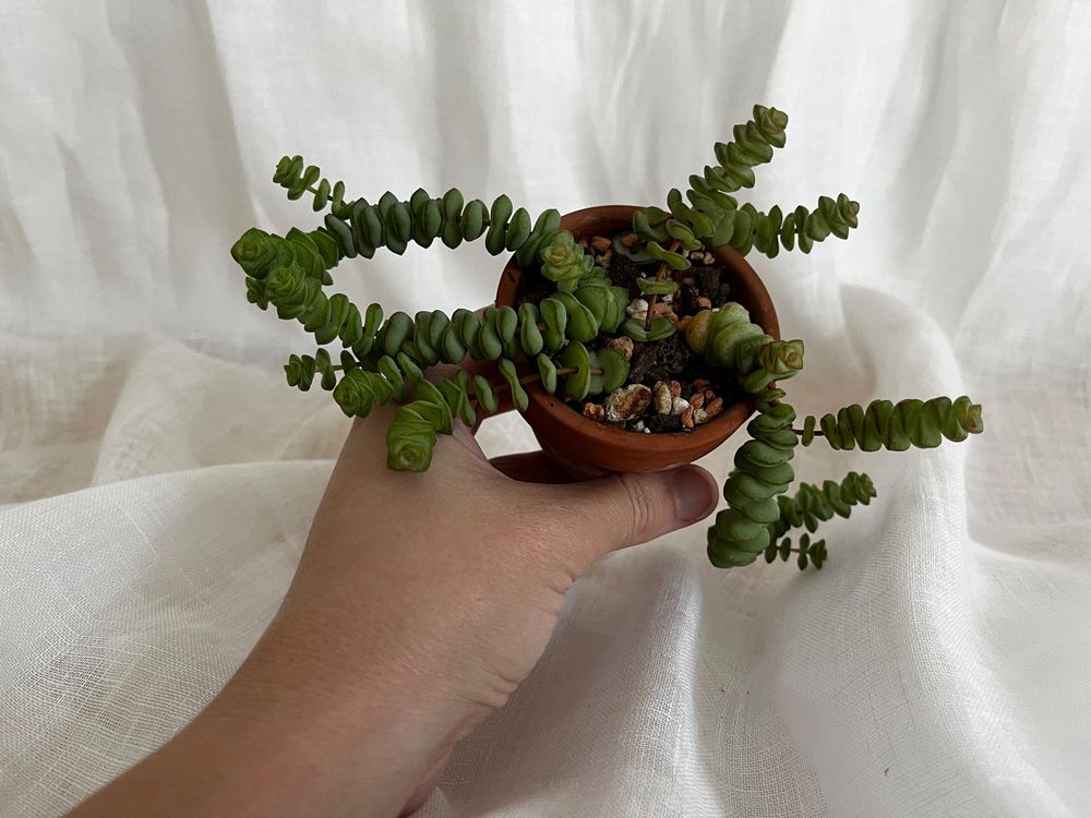 Dickblatt. Crassula. Zimmerpflanze | Kaufen auf Ricardo