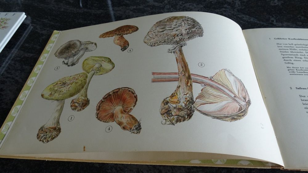 PILZ -ATLAS BAND 1 SPÄTSOMMRT UND HERBST ANTIK 1951 (Gebraucht) in ...