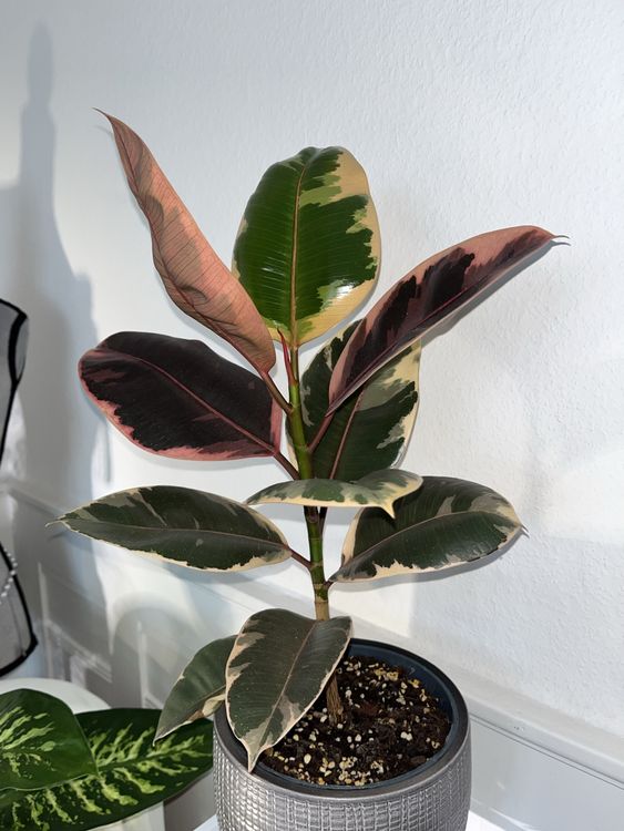 Ficus Elastica Ruby Plant. Stunning Indoor Spring Decor! | Kaufen auf ...
