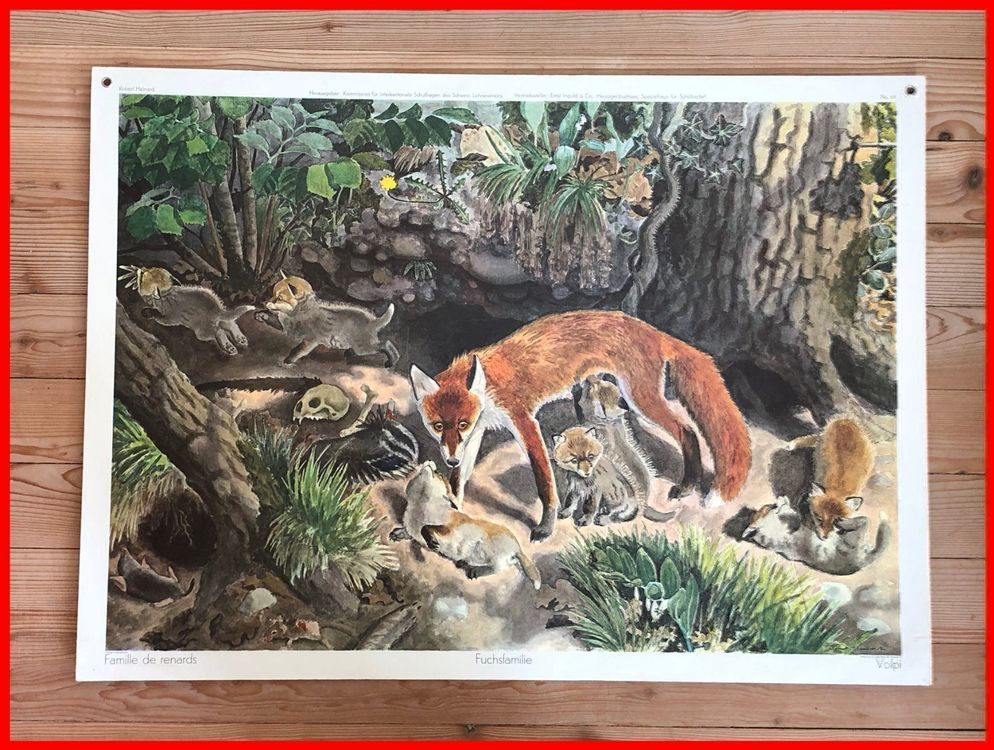 ️ Schulwandbild Nr. 69 Fuchsfamilie | Design, Vintage, Deko (Gebraucht ...