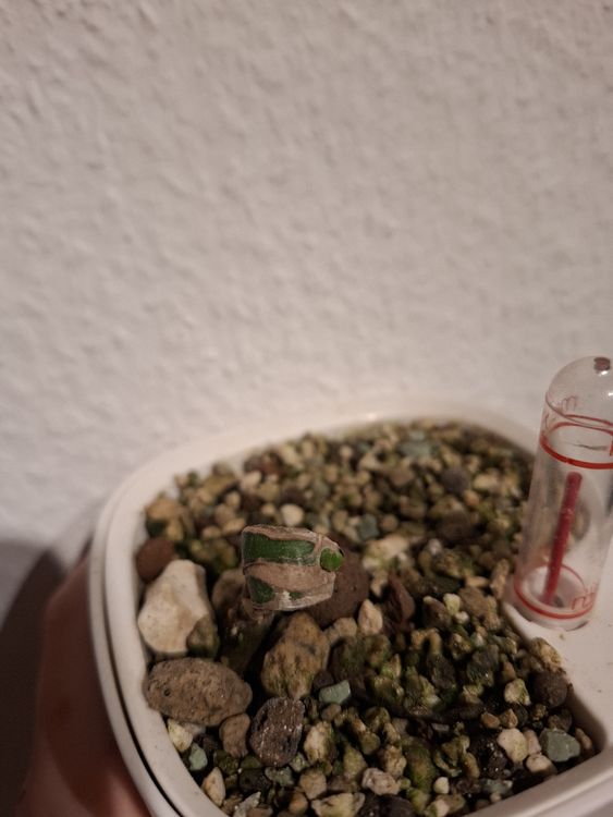 Monstera Mint Node (Gebraucht) in Hausen AG für CHF 25 – mit Lieferung ...