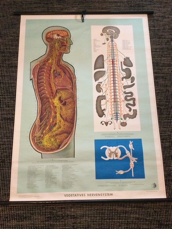 Anatomie, Poster, Schulwandbild, Lehrmittel | Kaufen auf Ricardo Anatomie, Poster, Schulwandbild, Lehrmittel | Kaufen auf Ricardo