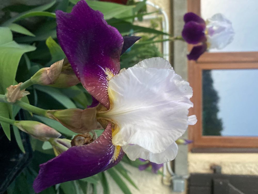 Iris 1bulbe | Kaufen auf Ricardo