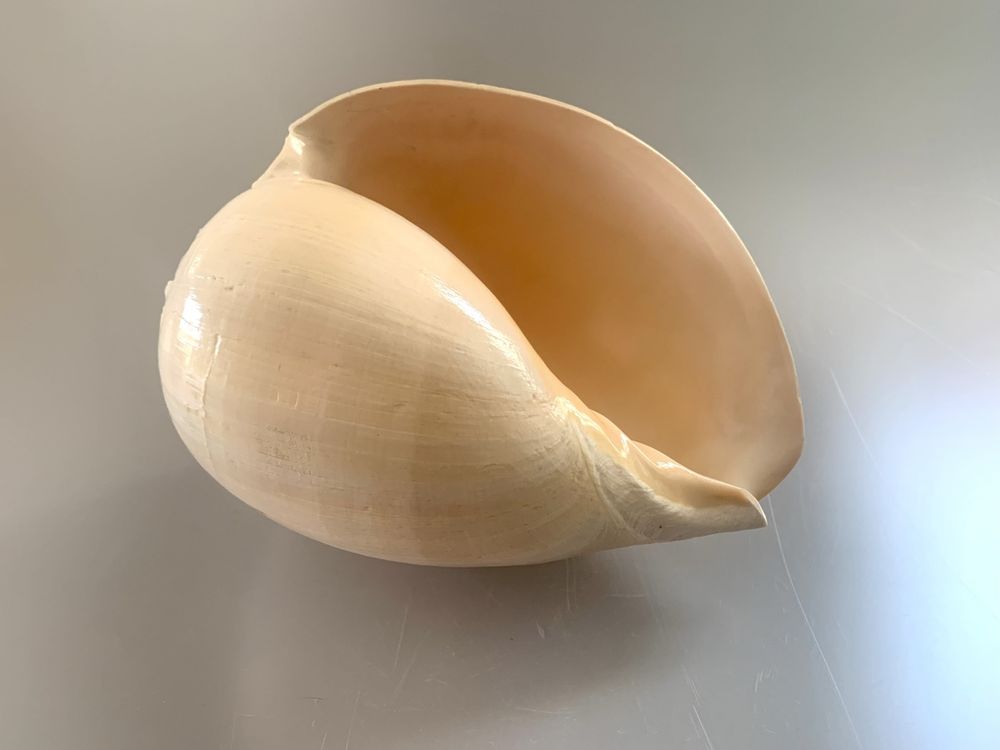 Muschel | Kaufen auf Ricardo