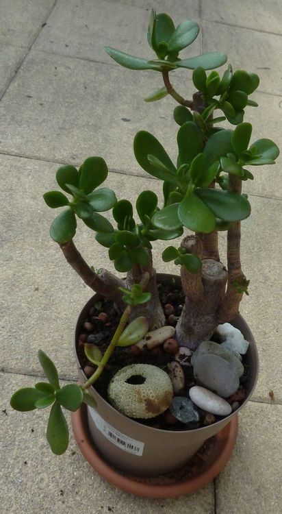 Geldbaum Pflanze (Gebraucht) in Ruggell für CHF 10 – mit Lieferung auf ...