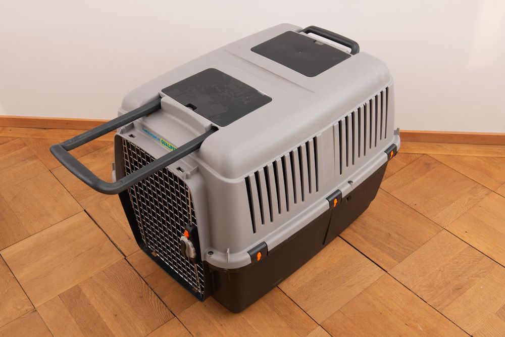 Elegantes Transportbox Hund Rcksitz Bilder