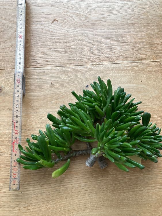 Dickblatt Crassula ovata „Hobbit“ (Gebraucht) in für CHF 1 – mit ...
