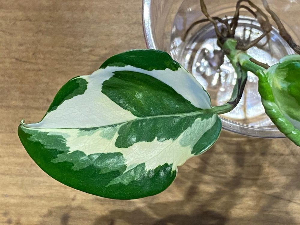 Efeutute Epipremnum pinnatum "N'Joy" | Comprare su Ricardo