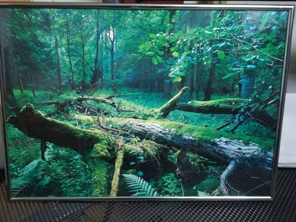 Bilder der Natur (Gebraucht) in Aeschi SO für CHF 5 – nur Abholung auf Ricardo kaufen