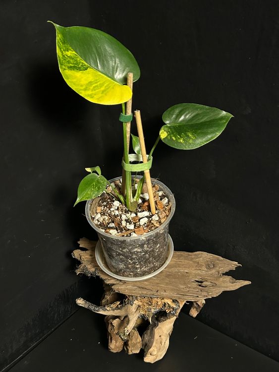 🍀 SALE! MONSTERA „YELLOW MARILYN“ LARGE 💛 VERY HIGH (Gebraucht) in ...