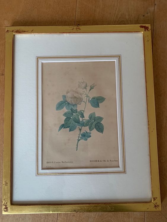 Stich Original Rosa in Goldrahmen (Gebraucht) in St. Gallen für CHF 1 – nur Abholung auf Ricardo ...