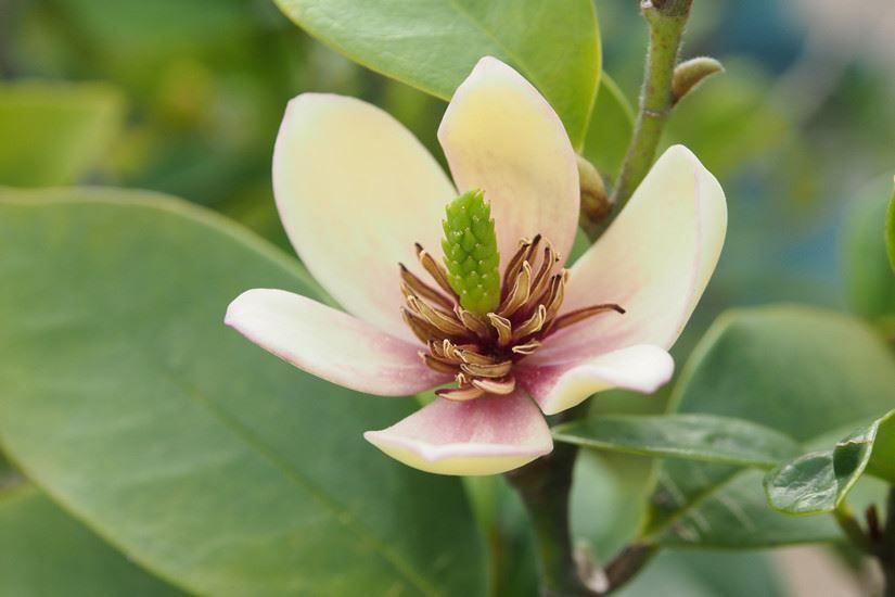 Arbre Banane 20cm RARE (Neu (gemäss Beschreibung)) in Bremblens für CHF ...