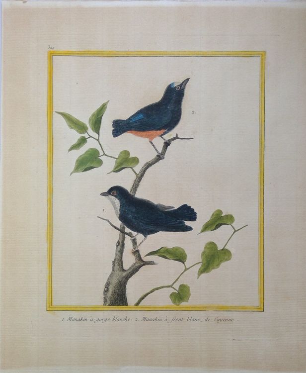 Buffon / Martinet: Altkolorierter Kupferstich: Manakin (Gebraucht) in Ebikon für CHF 66 – mit ...