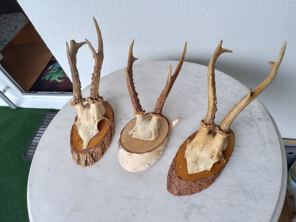 3 Hirschgeweih Geweih antik Vintage Hirsch Rehbock | Kaufen auf Ricardo
