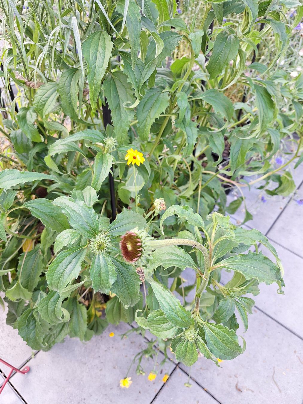 Riesen Echinacea purpurea, bald blühend in Pflanzkiste (Gebraucht) in ...