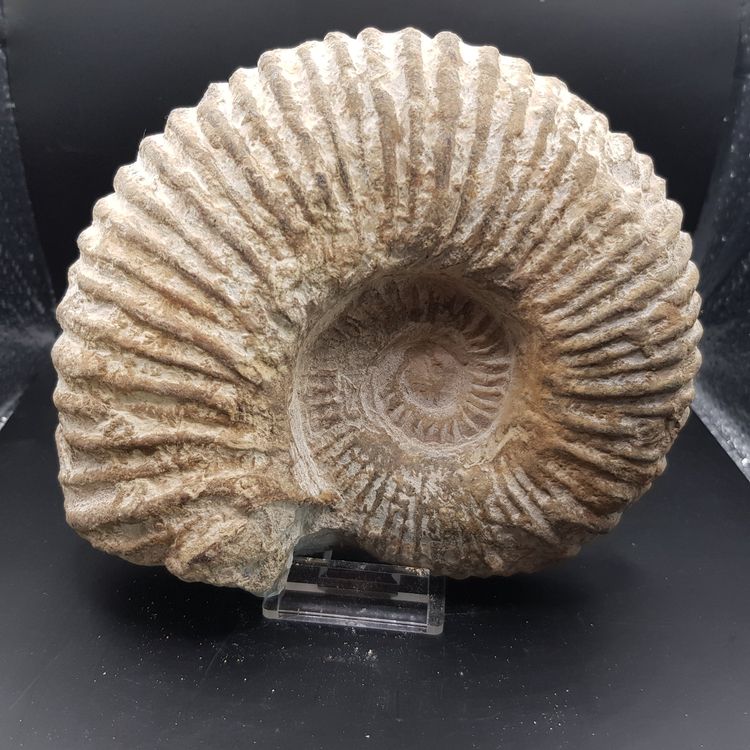 Ammonit 1.240Kg Nr 7 (Neu (gemäss Beschreibung)) in Schwanden-Brienz ...