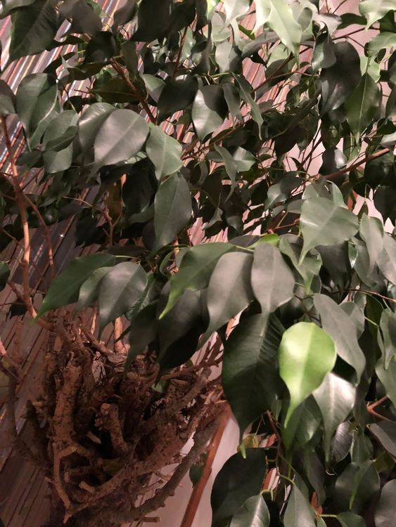 Ficus Baum Benjamin | Kaufen auf Ricardo