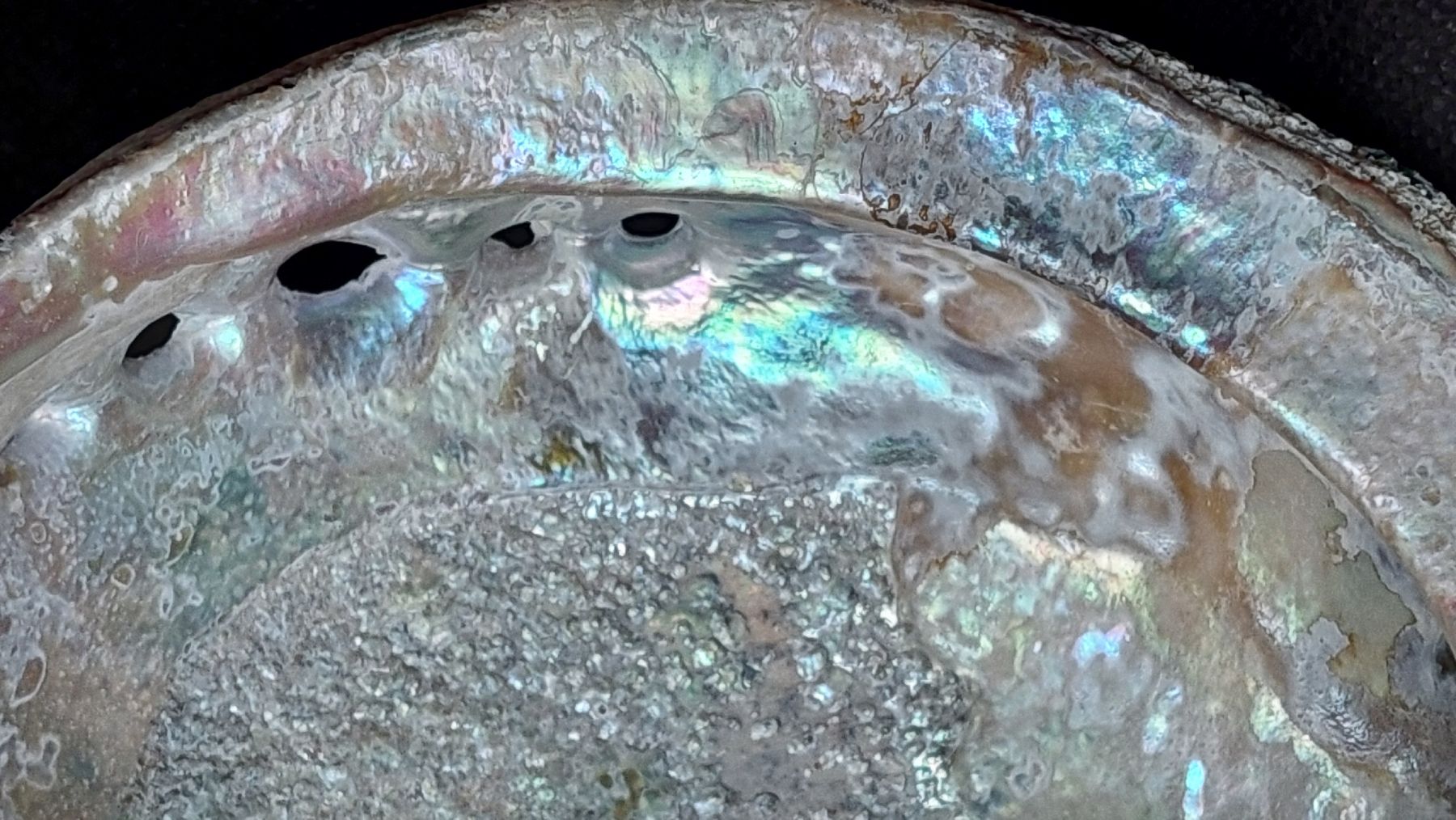 Robuste Riesen-Muschel ca. 16x12.5x5 cm / Gewicht : 300 gr. (Gebraucht ...