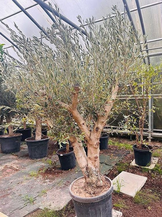 Olivenbaum "Extra VII" (Gebraucht) in Zuckenriet für CHF 450 – nur Abholung auf Ricardo kaufen