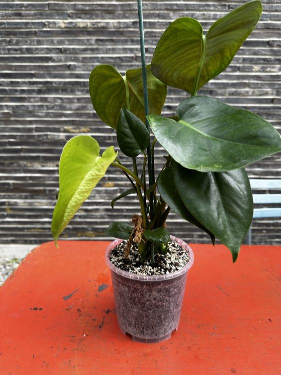 Monstera Deliciosa Klein | Kaufen auf Ricardo
