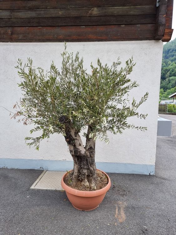 Olivenbaum winterhart (Neu (gemäss Beschreibung)) in Matten bei Interlaken für CHF 421 – nur ...