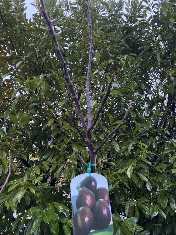 Feigenbaum Fruchtsorte Piemont Brogiotto Nero 2 Meter (Neu (gemäss Beschreibung)) in Gerlikon ...