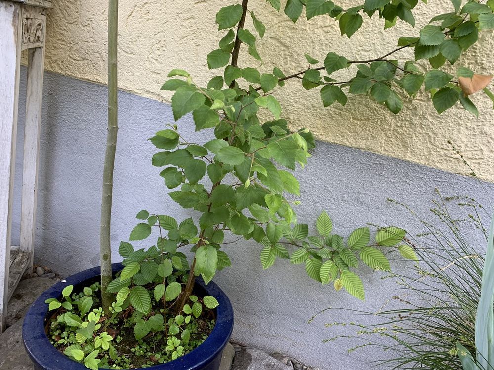 Junge Birke Ideal für den Garten jetzt!🌳🏡 (49) (Neu (gemäss ...