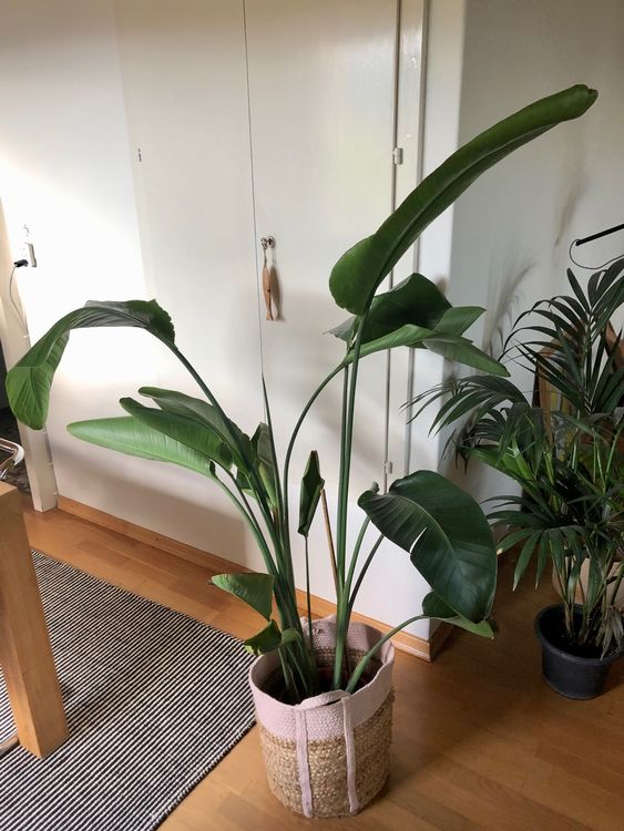 Strelitzie | Kaufen auf Ricardo