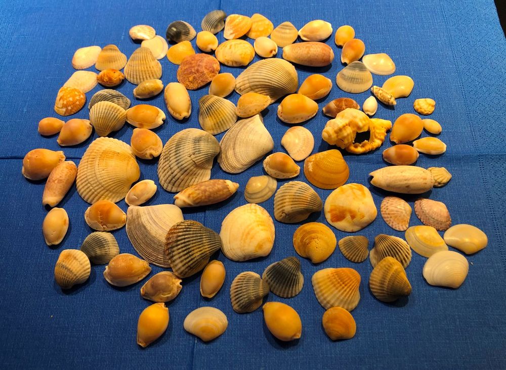 Lot div. Muscheln zum Basteln oder Deko-Zwecken, ca. 240 Gr. (Gebraucht ...