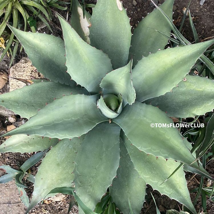 Agave parryi (winterhart) (Neu (gemäss Beschreibung)) in Adliswil für CHF 26 – mit Lieferung auf ...