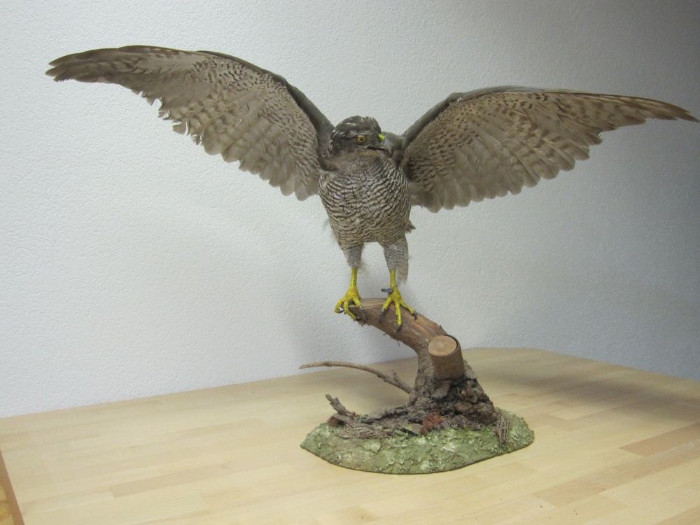 Habicht Tier Präparat Greifvogel professionell ausgestopft (Gebraucht ...