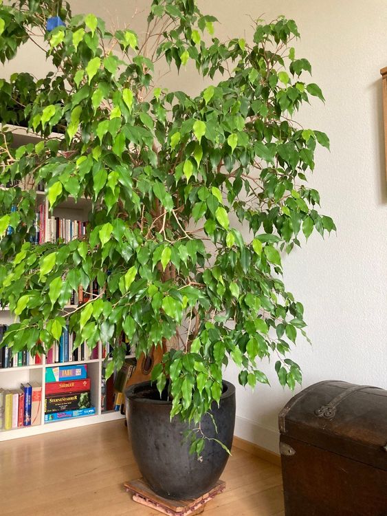 Ficus Benjaminus mit hochwertigem Topf (Gebraucht) in Zürich für CHF 99 ...