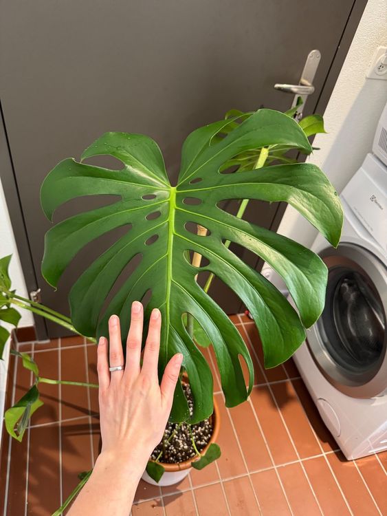 Monstera Deliciosa Large Form | Kaufen auf Ricardo