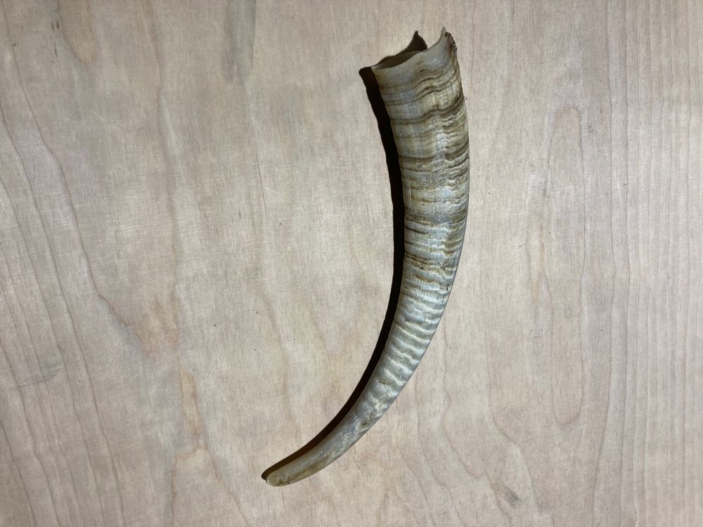 Hörner 21 Stk. | Kaufen auf Ricardo