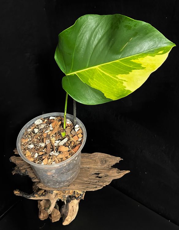 💛MONSTERA BORSIGIANA AUREA VARIEGATA PREMIUM VARIEGATION💚 (Gebraucht ...