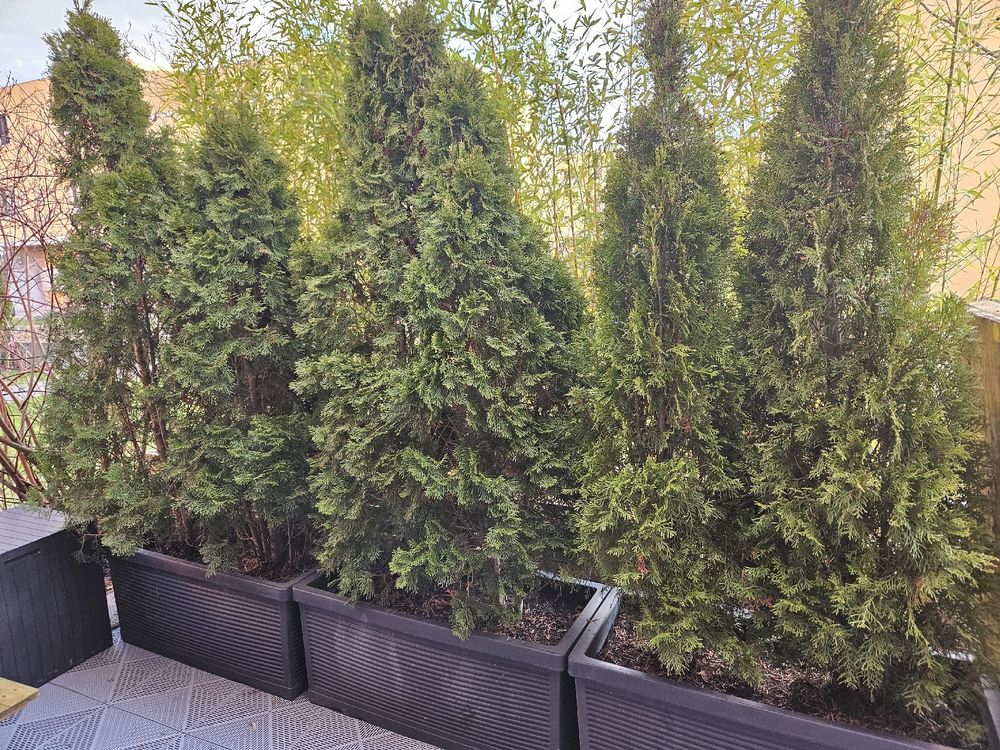 Thuja Smaragt/ sichtschutz | Kaufen auf Ricardo
