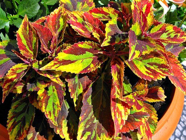 COLEUS ( Coleus Blumei ) BUNTNESSEL / 10 Samen (Neu (gemäss ...