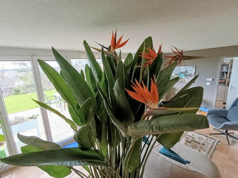 Grosse Strelitzie im Topf (Gebraucht) in Grüt (Gossau ZH) für CHF 400 ...