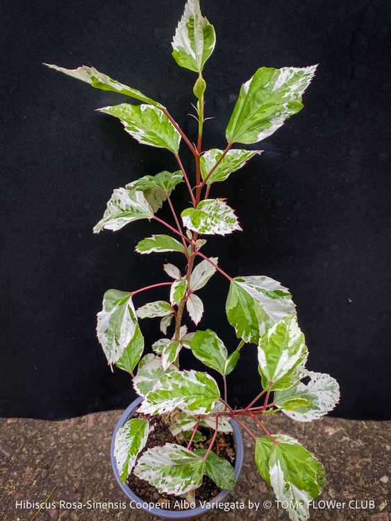 Hibiscus Rosa-Sinensis Cooperii Albo Variegata - 100% Bio (Neu und ...
