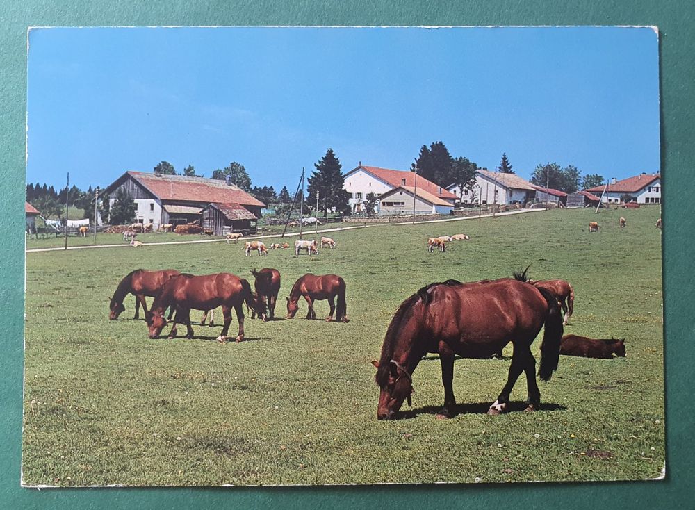 AK CP Franches Montagnes Freiberge JU Au Paturage Pferde (Gebraucht) in Rheinfelden für CHF 1 ...
